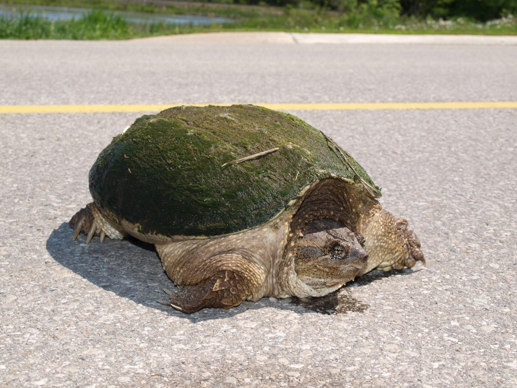 Inside Caledon, Ontario » Why Did the Turtle Cross the Road?