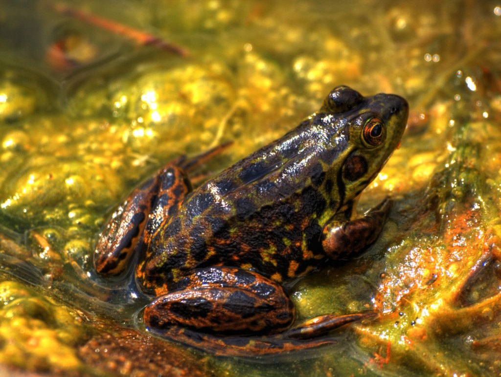 Inside Caledon, Ontario » Up Close and Personal, the Northern Leopard Frog
